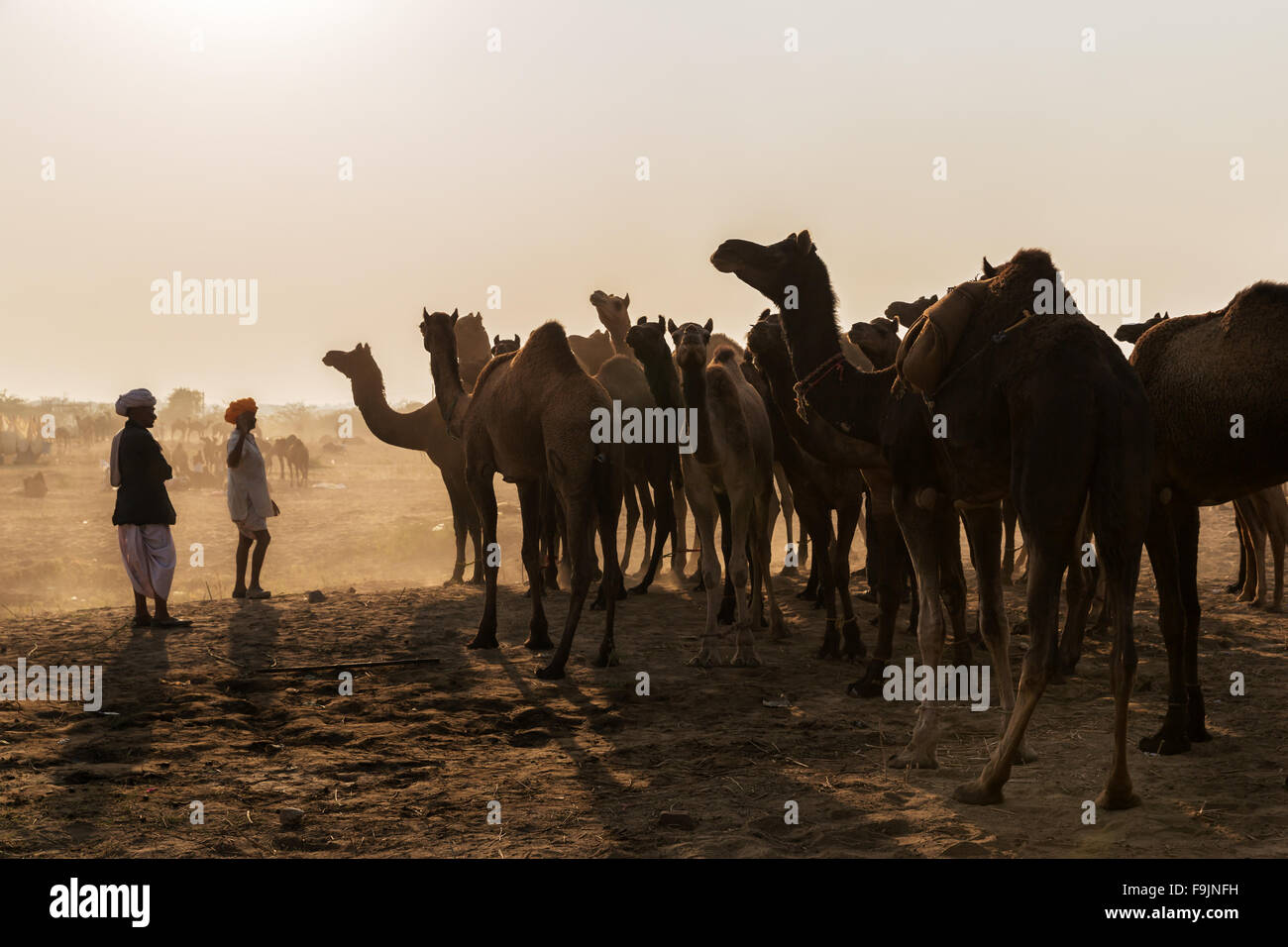 Two men watching camels in the strong sun at Pushkar Mela, camel market ...