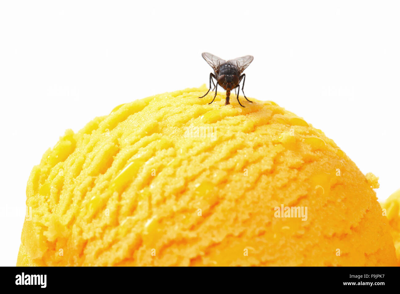 Fly on ice cream Stock Photo - Alamy