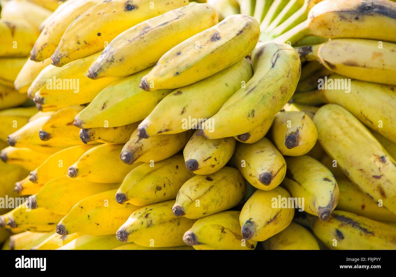 bananas ripe yellow in a sheaf, tropical fruit, bananas, fruit, yellow ...