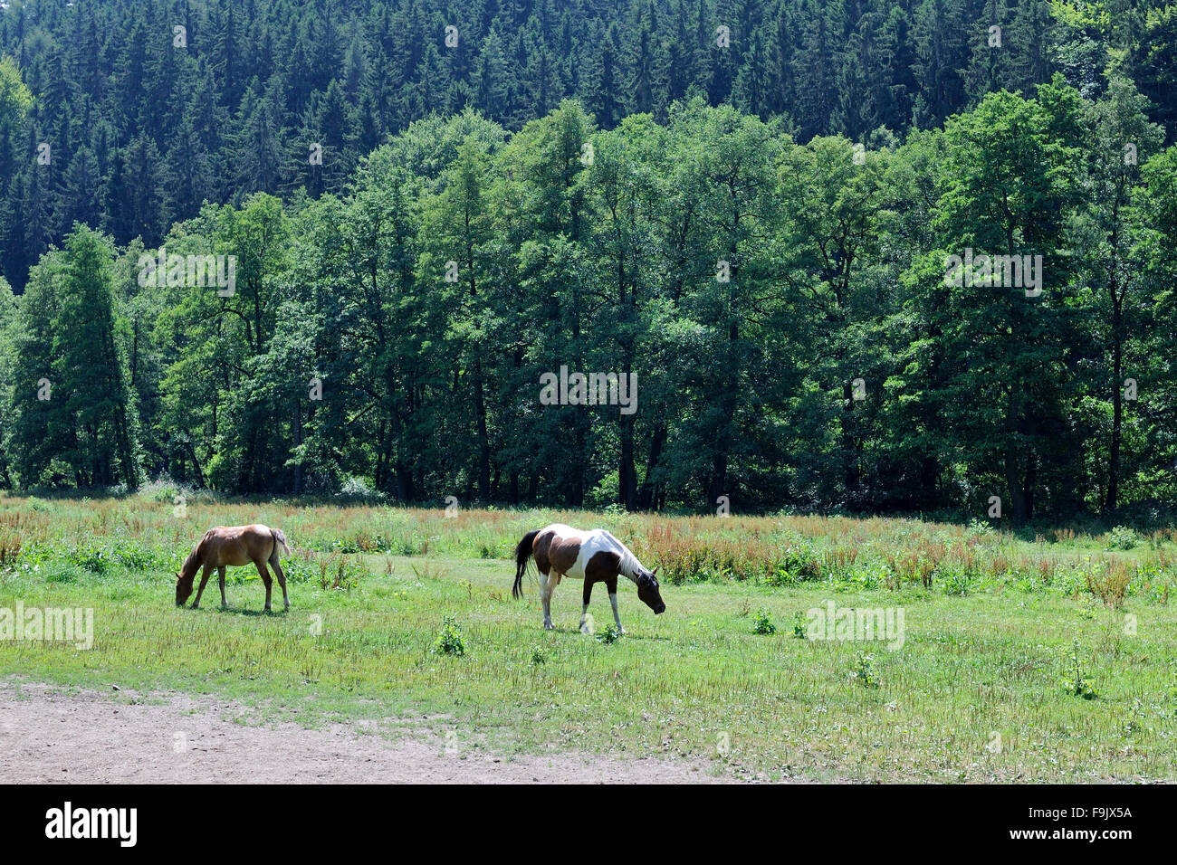 Slavkovsky forest hi-res stock photography and images - Alamy