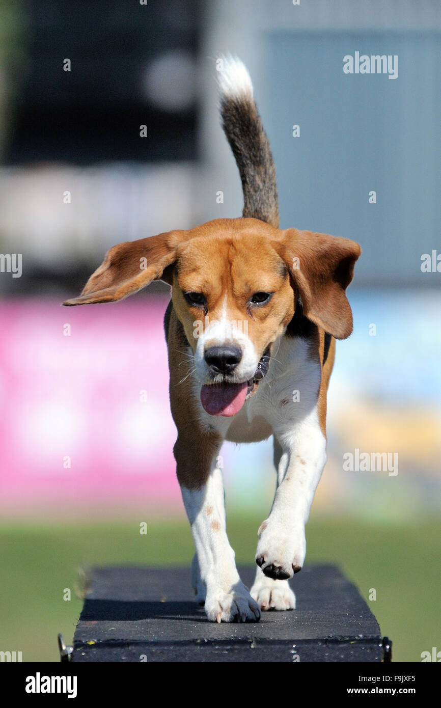 Dog agility beagle hi-res stock photography and images - Alamy