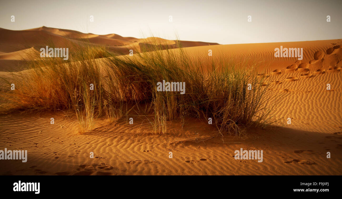 Morocco orange plantation hi-res stock photography and images - Alamy
