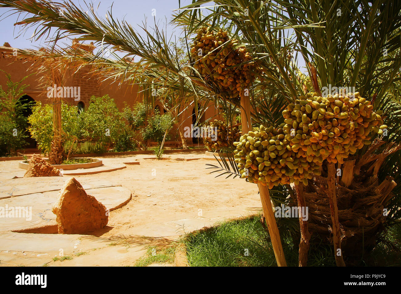 Beautiful moroccan garden date palm hi-res stock photography and images ...