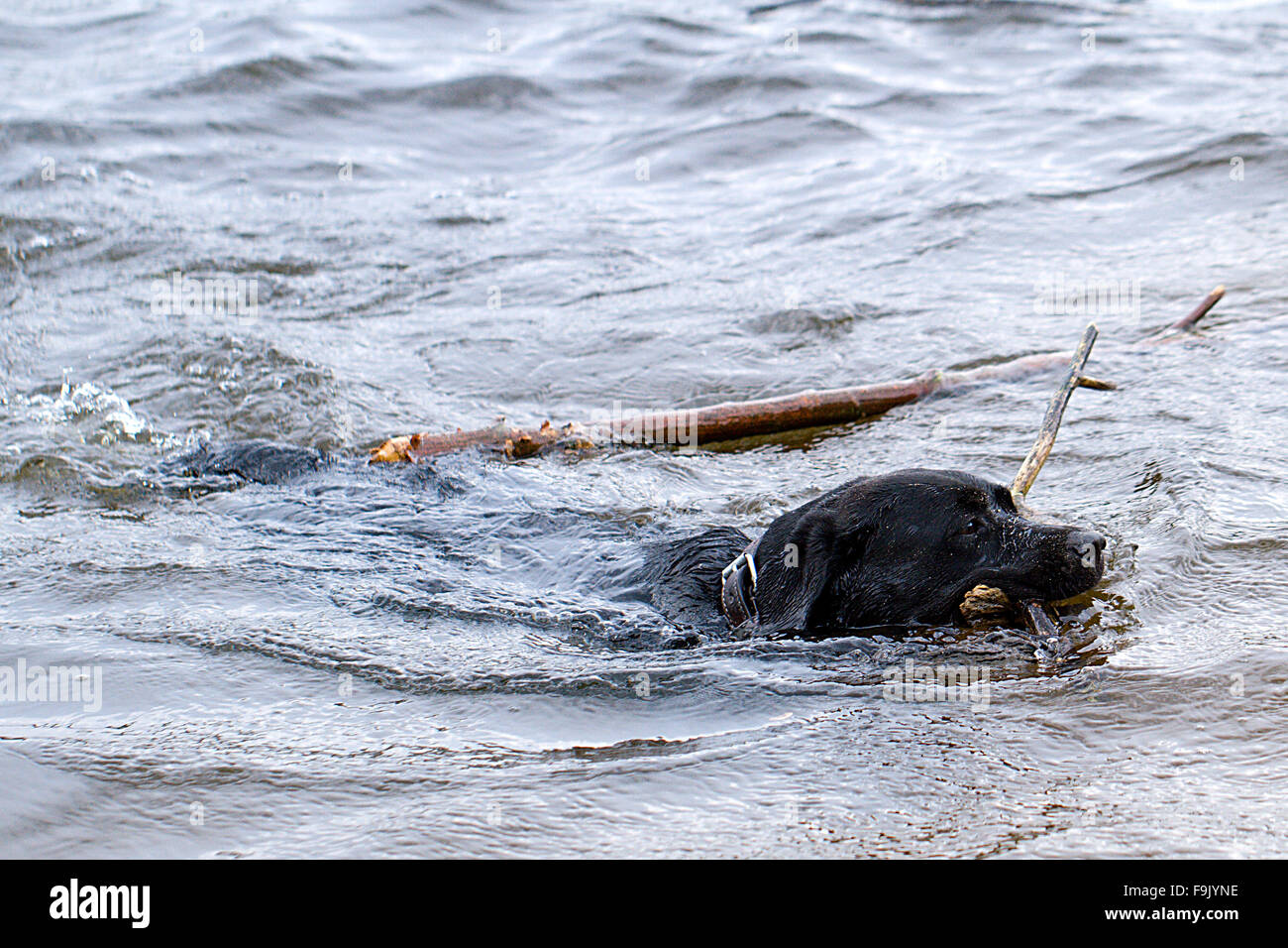 Black labrador retrieving stick hi-res stock photography and images - Alamy