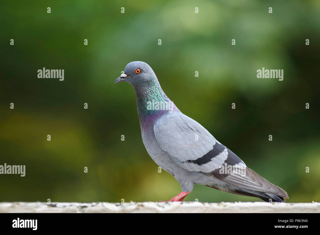 Portrait of a Pigeon Stock Photo - Alamy