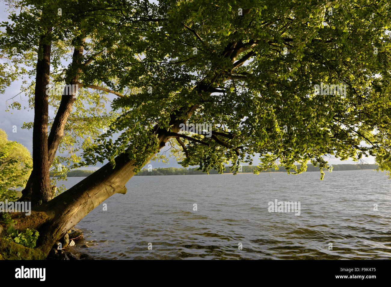 drawsko lake (jezioro drawsko), pomeranian lakeland (pojezierze ...