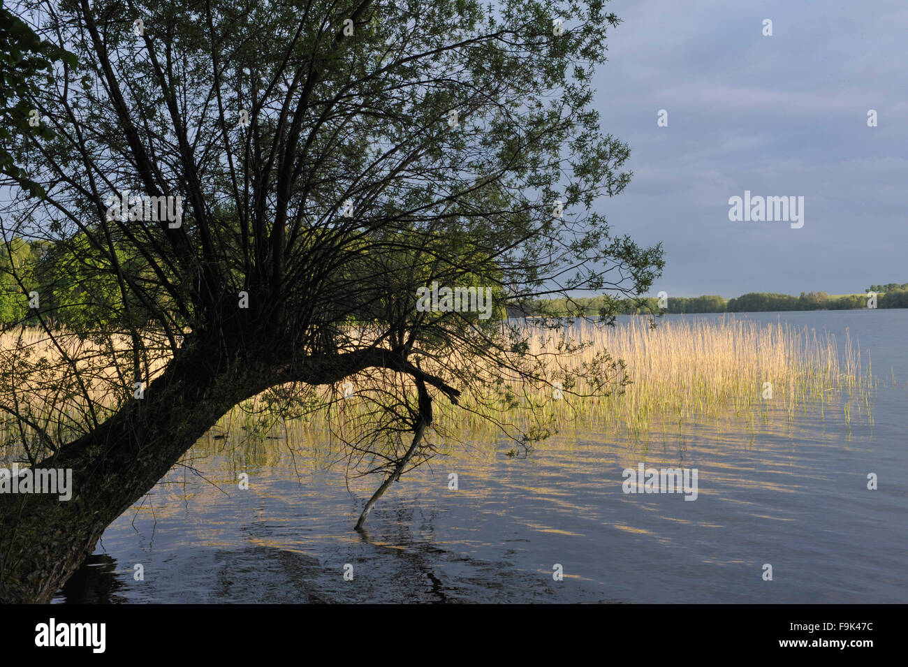 drawsko lake (jezioro drawsko), pomeranian lakeland (pojezierze ...