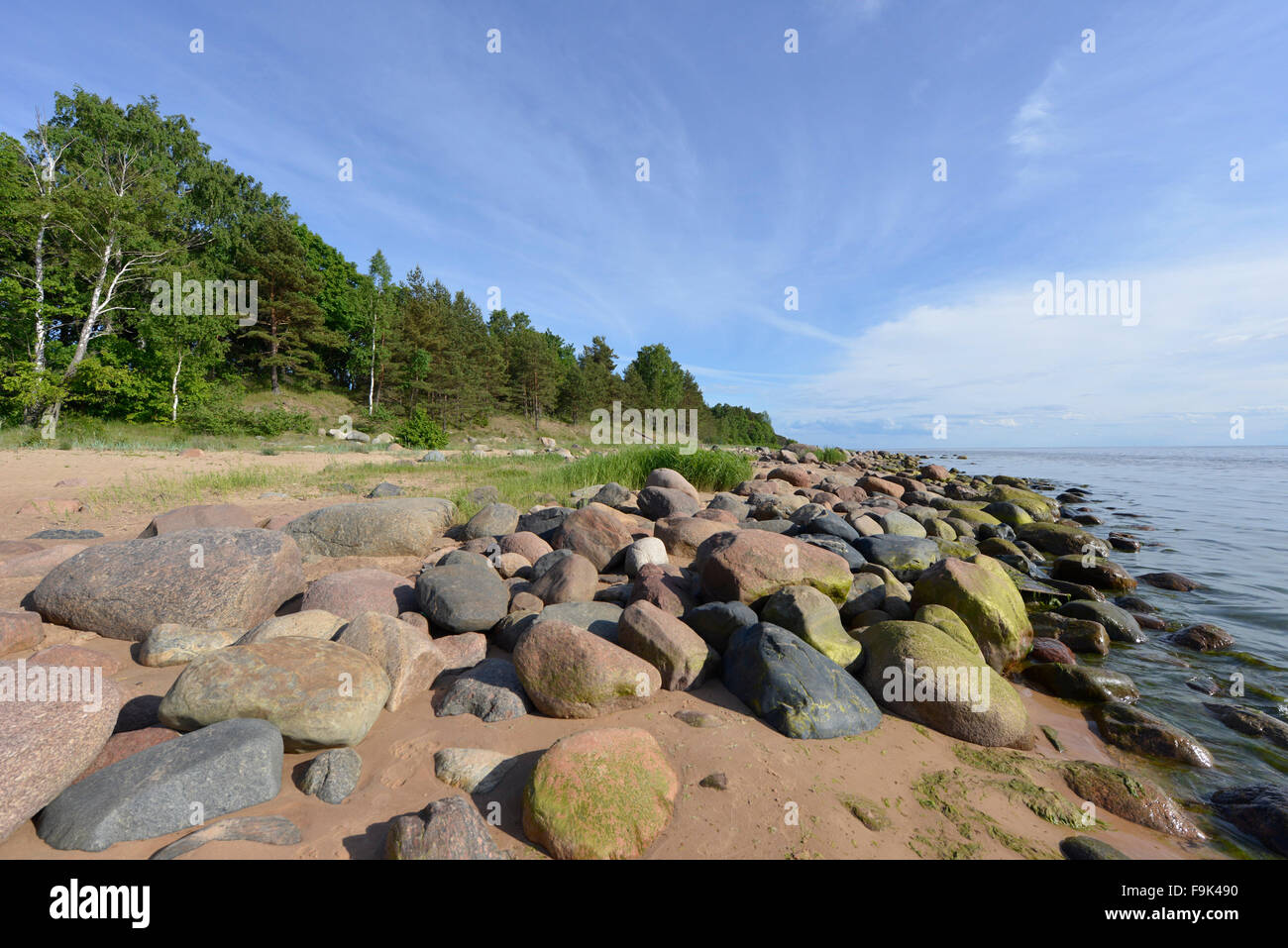 Tuja hi-res stock photography and images - Alamy