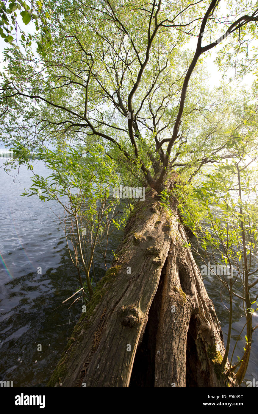 drawsko lake (jezioro drawsko), pomeranian lakeland (pojezierze ...