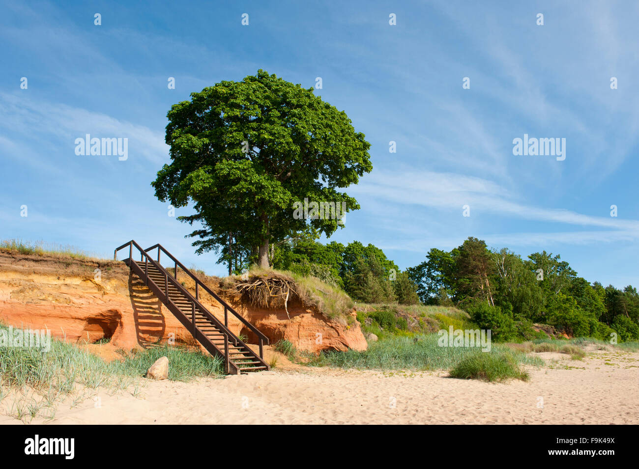 tree on the brim at beach of tuja, gulf of riga, latvia Stock Photo - Alamy
