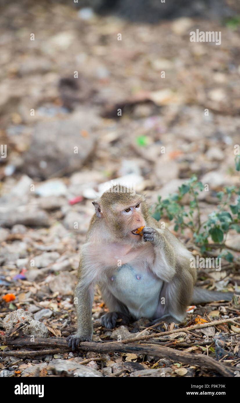 Monkey eating food on the ground , monkey thailand Stock Photo - Alamy