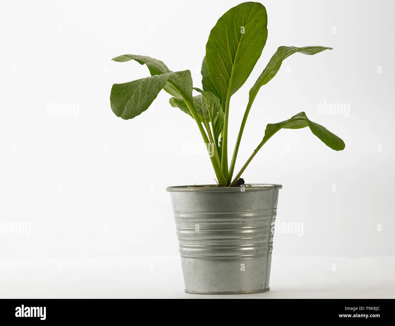 choy sum growing from the aluminium pot Stock Photo - Alamy