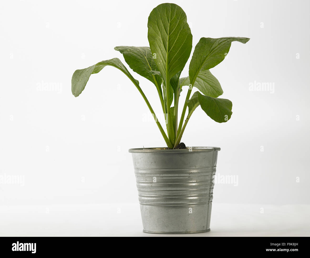 choy sum growing from the aluminium pot Stock Photo - Alamy