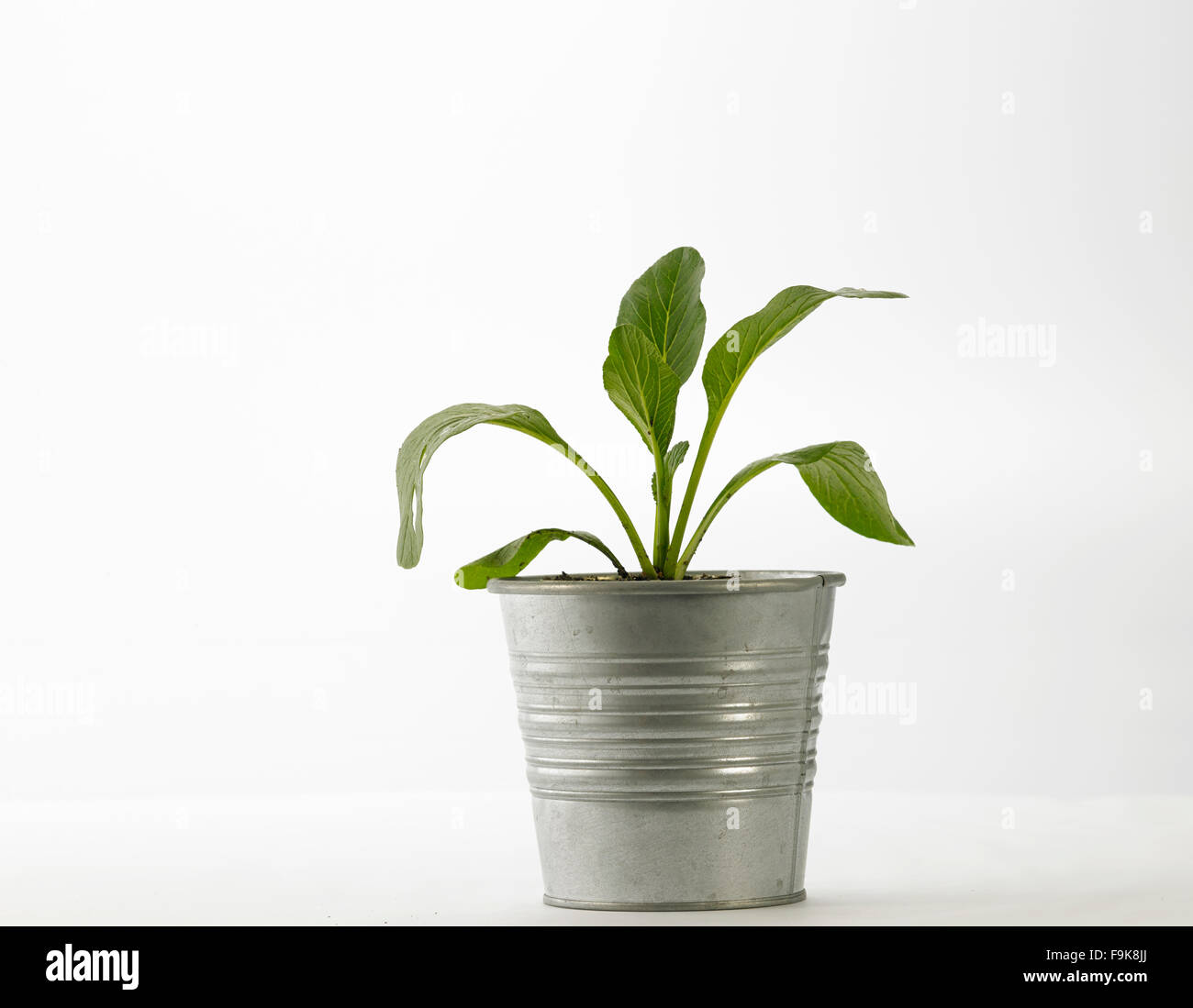 choy sum growing from the aluminium pot Stock Photo - Alamy