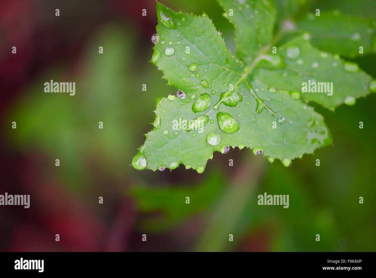 A green leaf of a weed with water droplets Stock Photo - Alamy