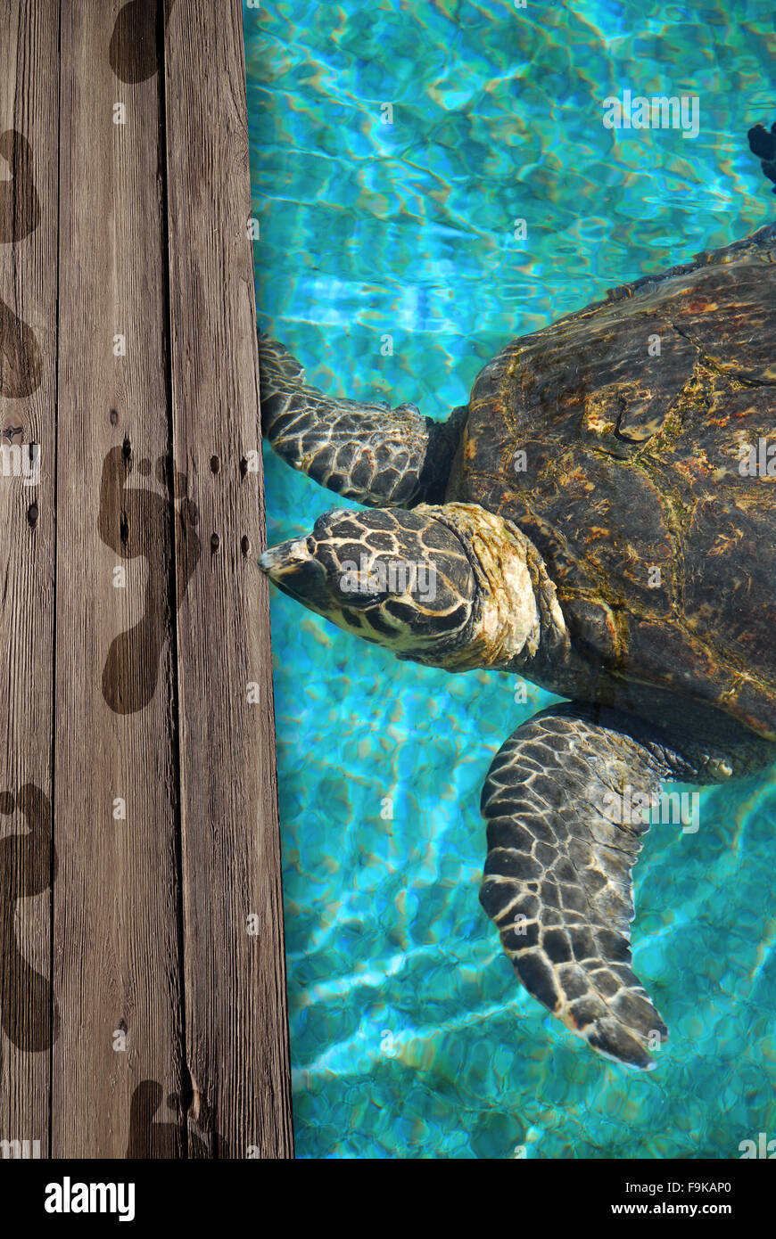 Wet turtle hi-res stock photography and images - Alamy