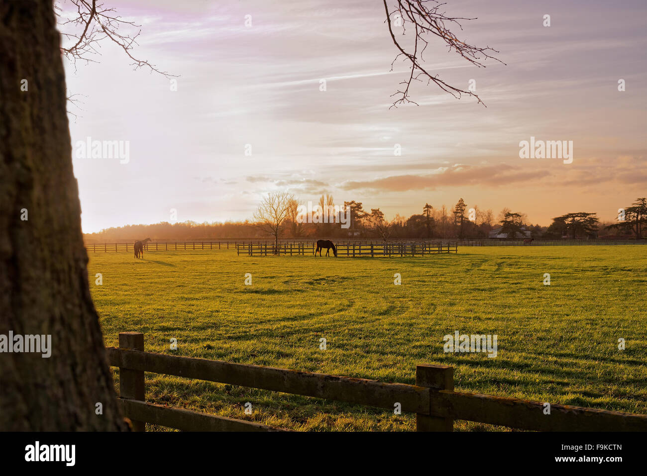 Horses grazing in a paddock in an autumn sunset Stock Photo - Alamy