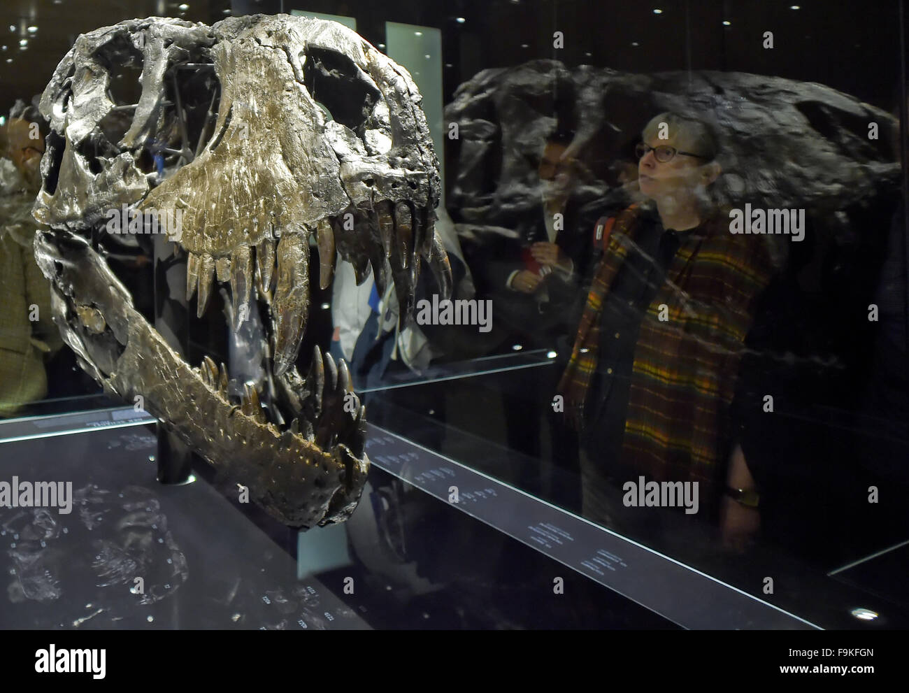 Berlin, Germany. 16th Dec, 2015. The skull of the Tyrannosaurus rex ...