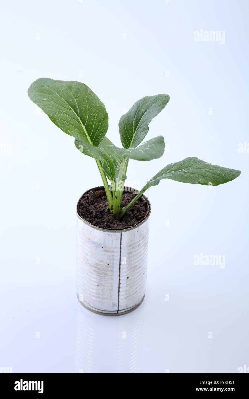 choy sum growing from the recycle aluminium can Stock Photo - Alamy