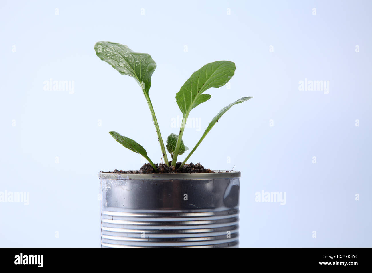 choy sum growing from the recycle aluminium can Stock Photo - Alamy