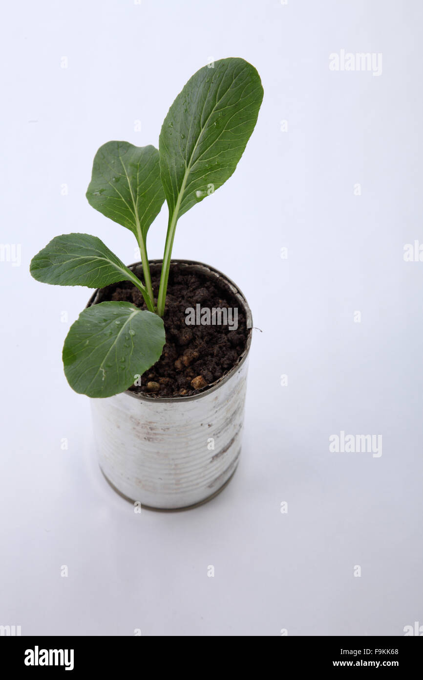 choy sum growing from the recycle aluminium can Stock Photo - Alamy