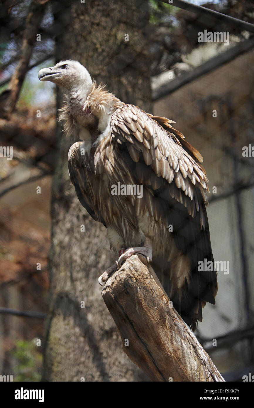 Vulture, National trust for nature conversation, Central Zoo, Kathmandu ...