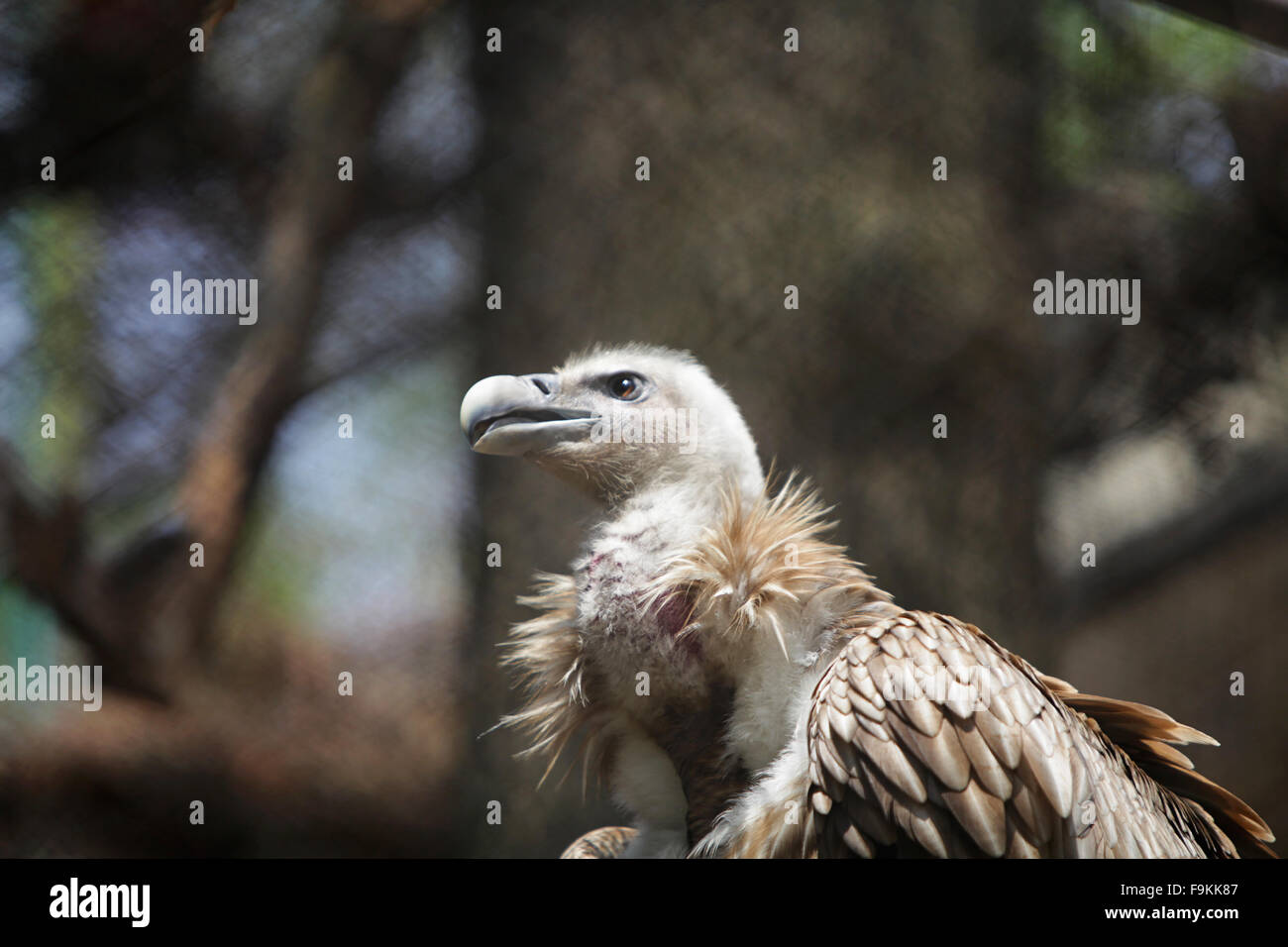 Vulture, National trust for nature conversation, Central Zoo, Kathmandu ...