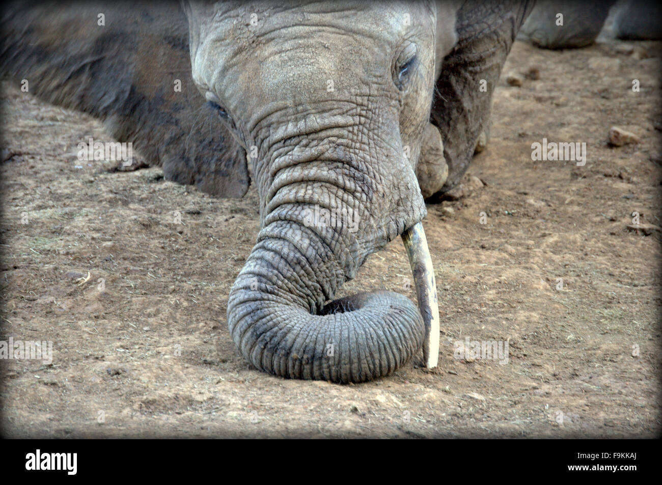Elephant at a salt lick Stock Photo - Alamy