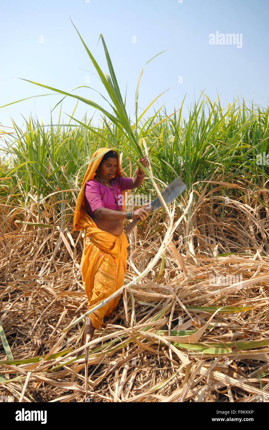 Sugarcane cutters, Bhil tribe. Toranmal, Maharashtra, India Stock Photo ...