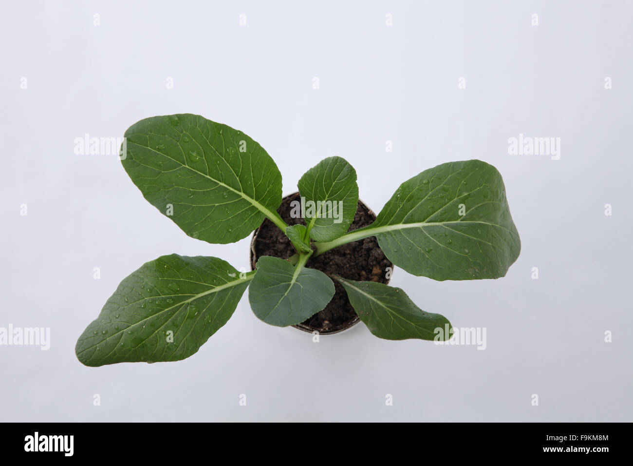choy sum growing from the recycle aluminium can Stock Photo - Alamy