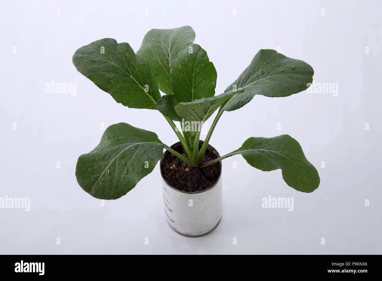 choy sum growing from the recycle aluminium can Stock Photo - Alamy