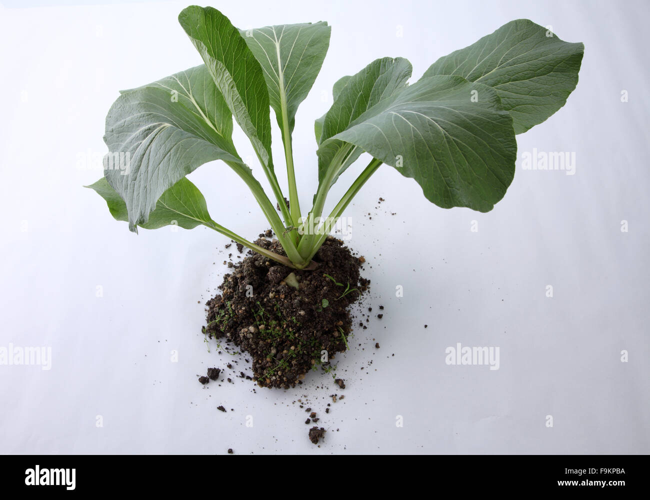 choy sum growing from the recycle aluminium can Stock Photo - Alamy