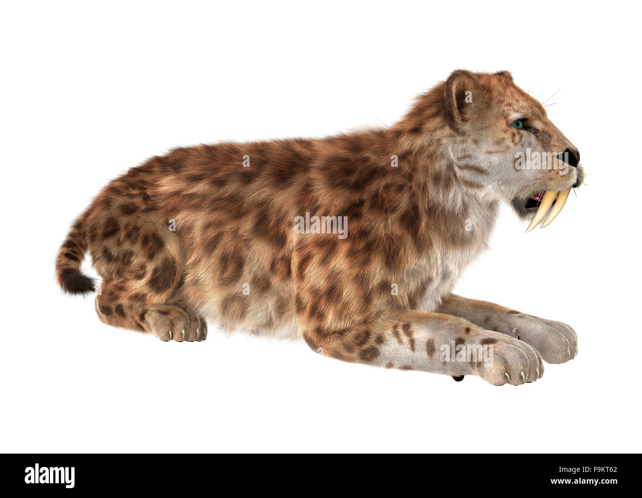3D digital render of a big cat sabertooth isolated on white background ...