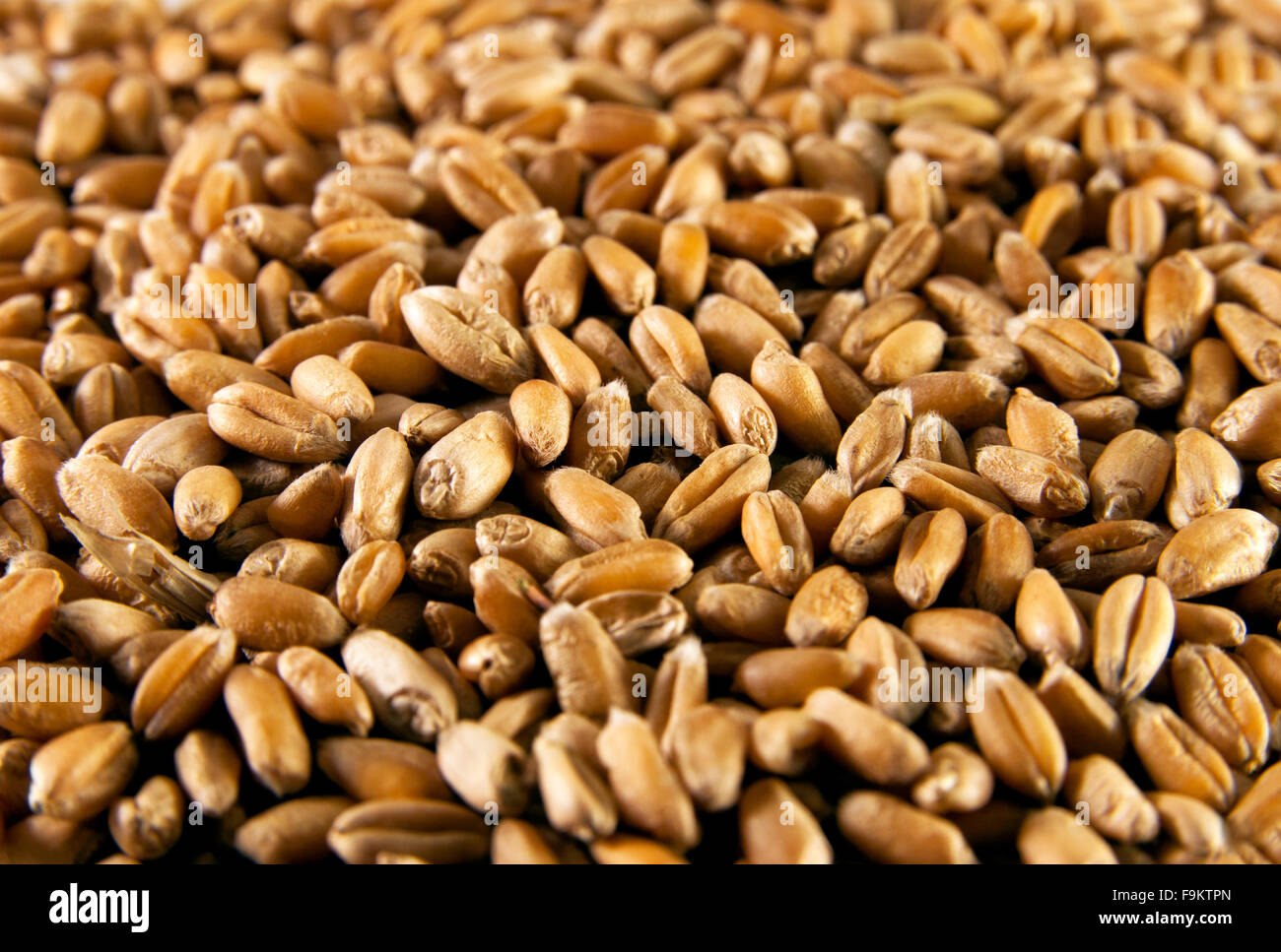 Wheat Seed High Resolution Stock Photography and Images - Alamy