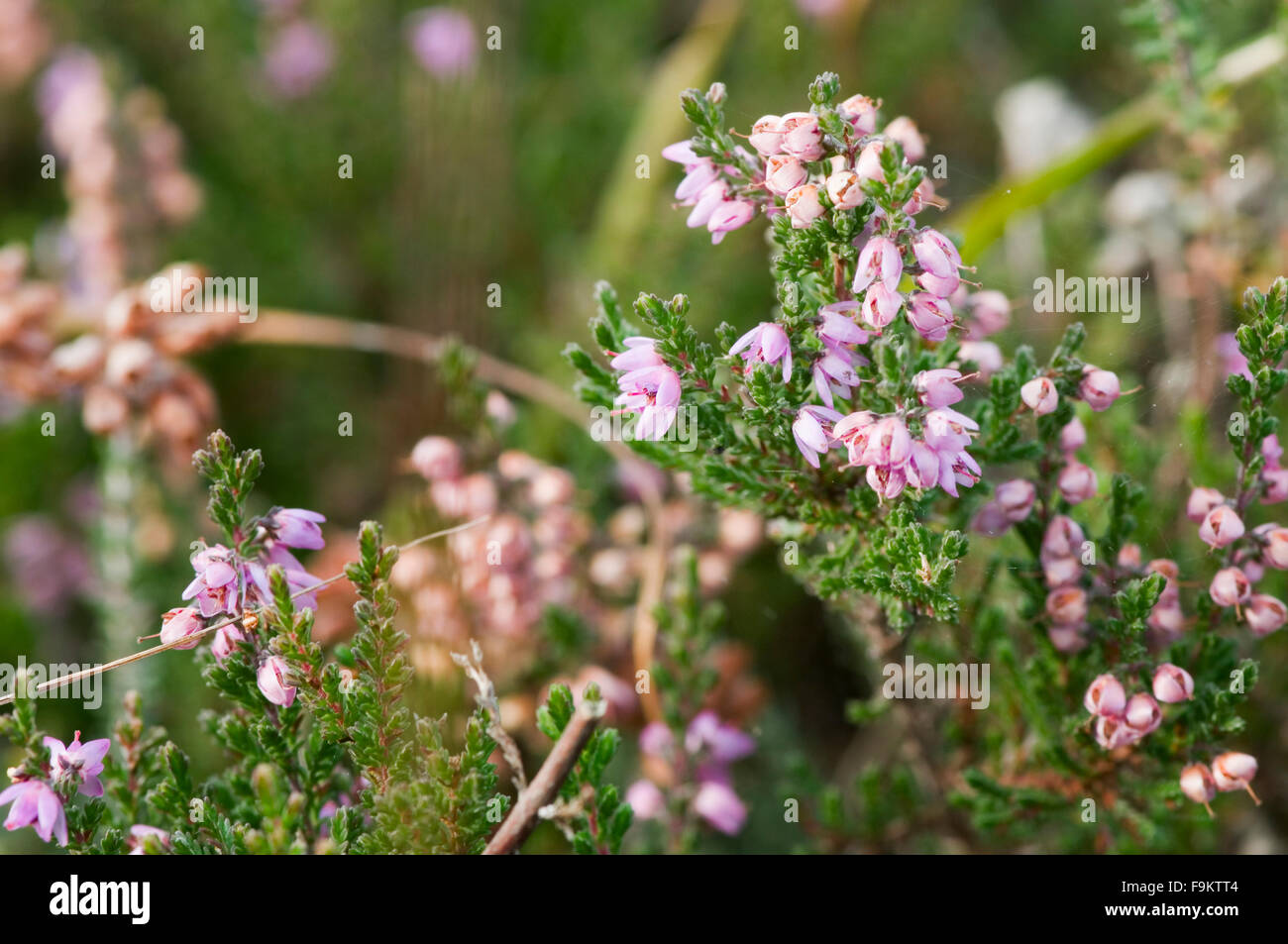 Close-up of the bog plant common Heather (Calluna vulgaris) in diffuse ...
