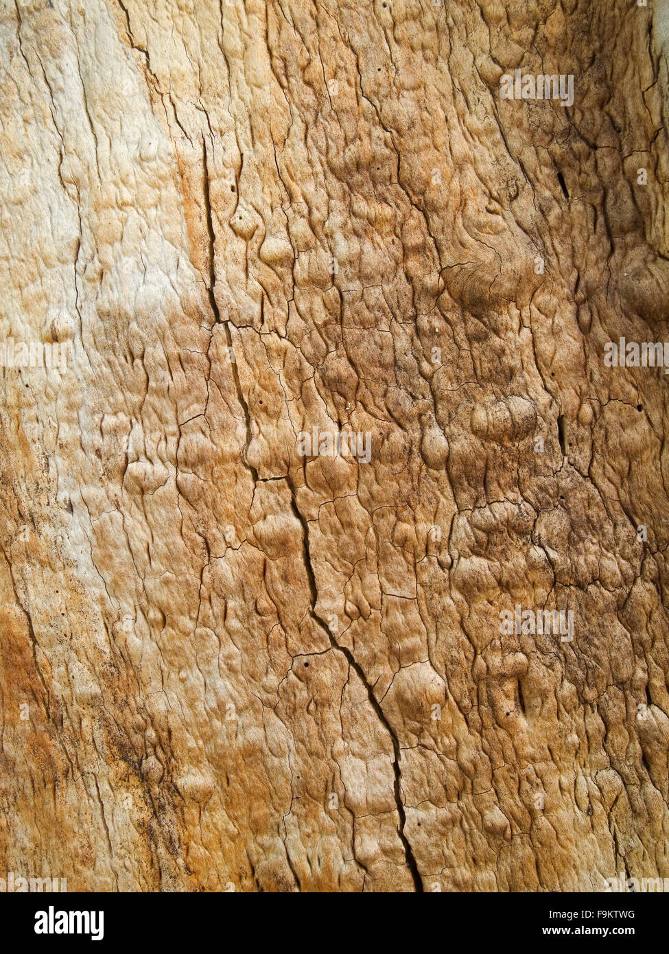 full-format view of a tree bark Stock Photo - Alamy