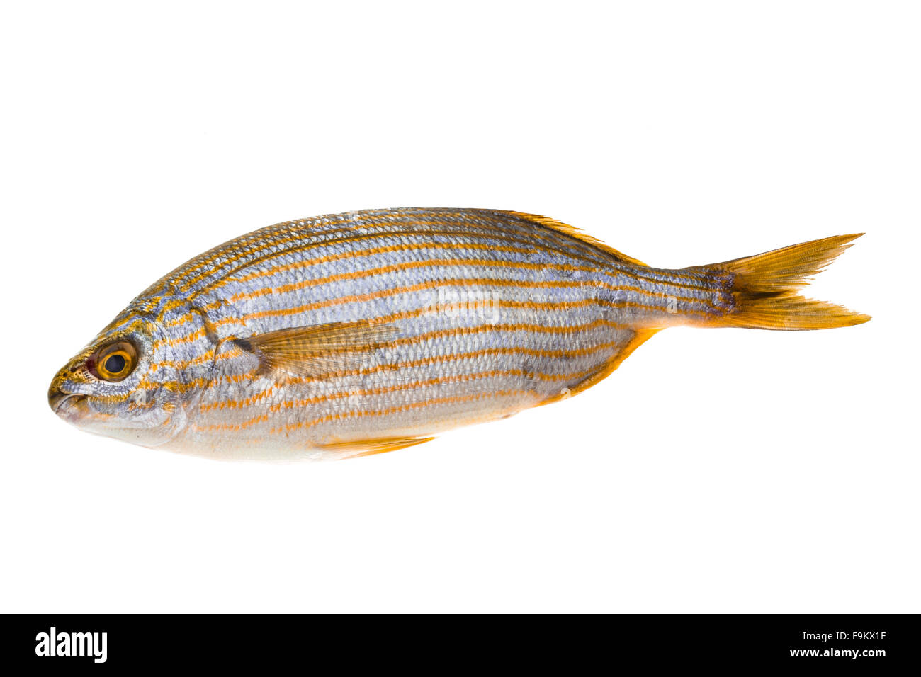 Salema porgy - sarpa fish Stock Photo - Alamy
