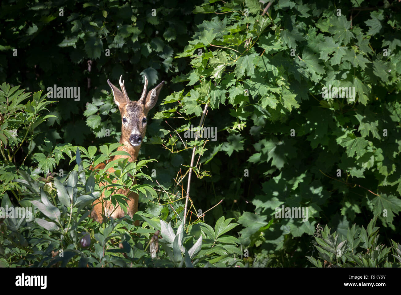 European roe deer (Capreolus capreolus Stock Photo - Alamy