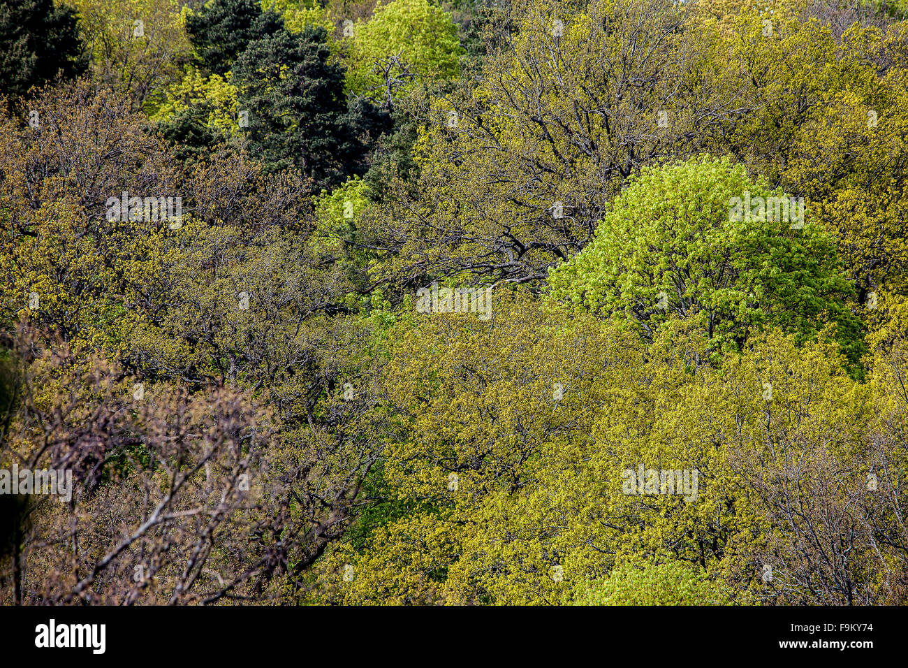 Spring variations of green colors Stock Photo - Alamy