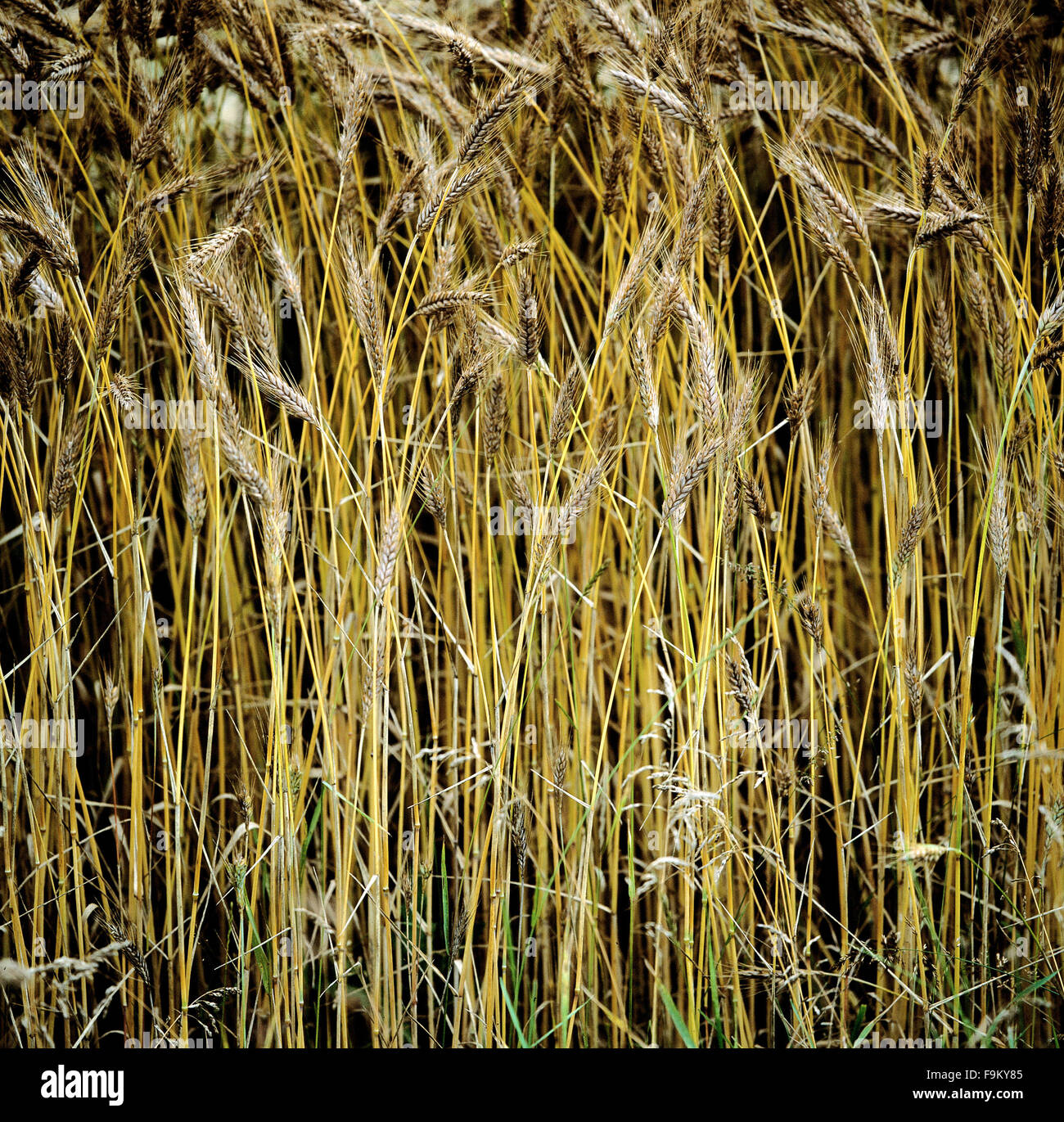 Rye Straw, Sweden Stock Photo - Alamy