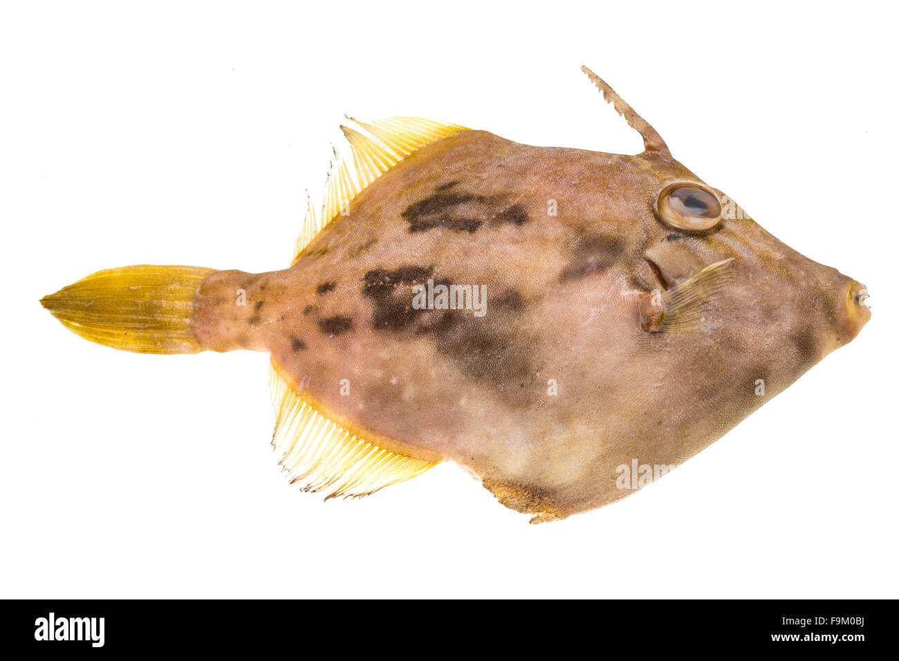 Pesce fish Cut Out Stock Images & Pictures - Alamy