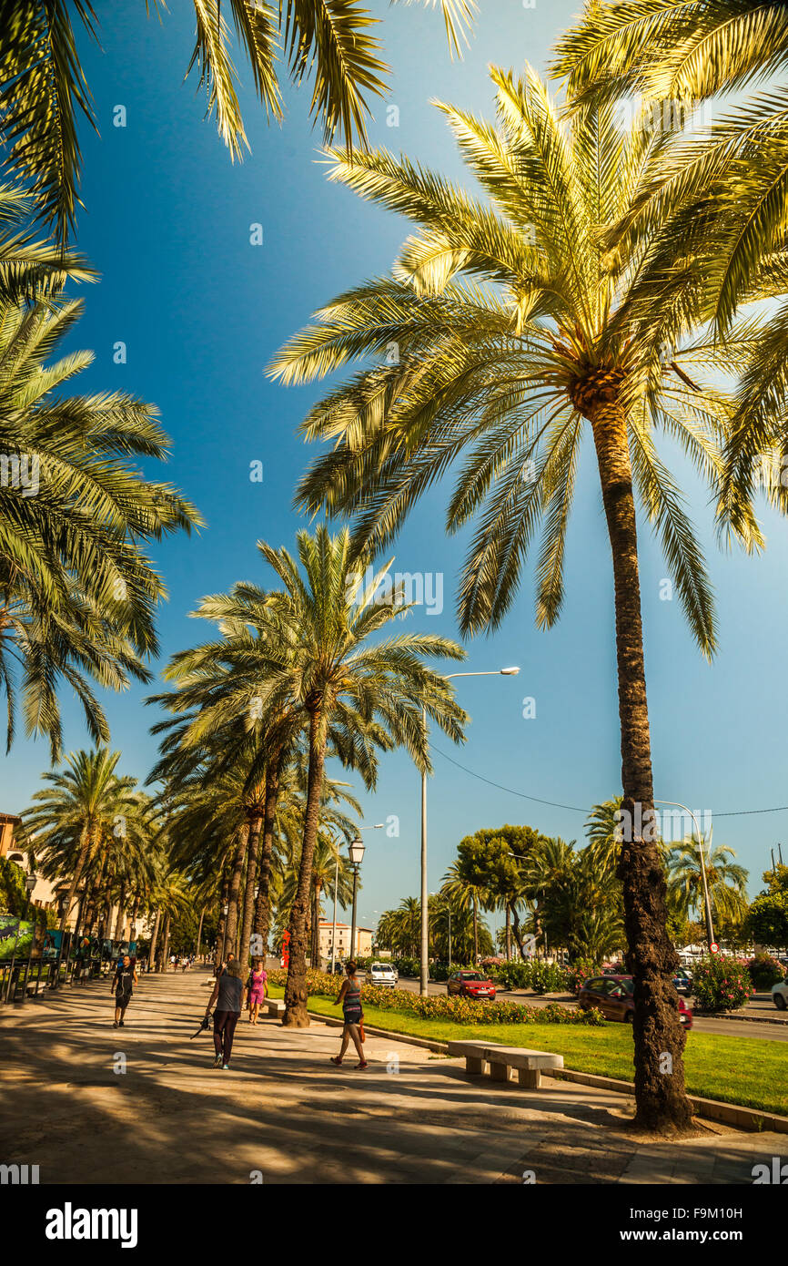 Palm trees in Palma de Mallorca Stock Photo - Alamy