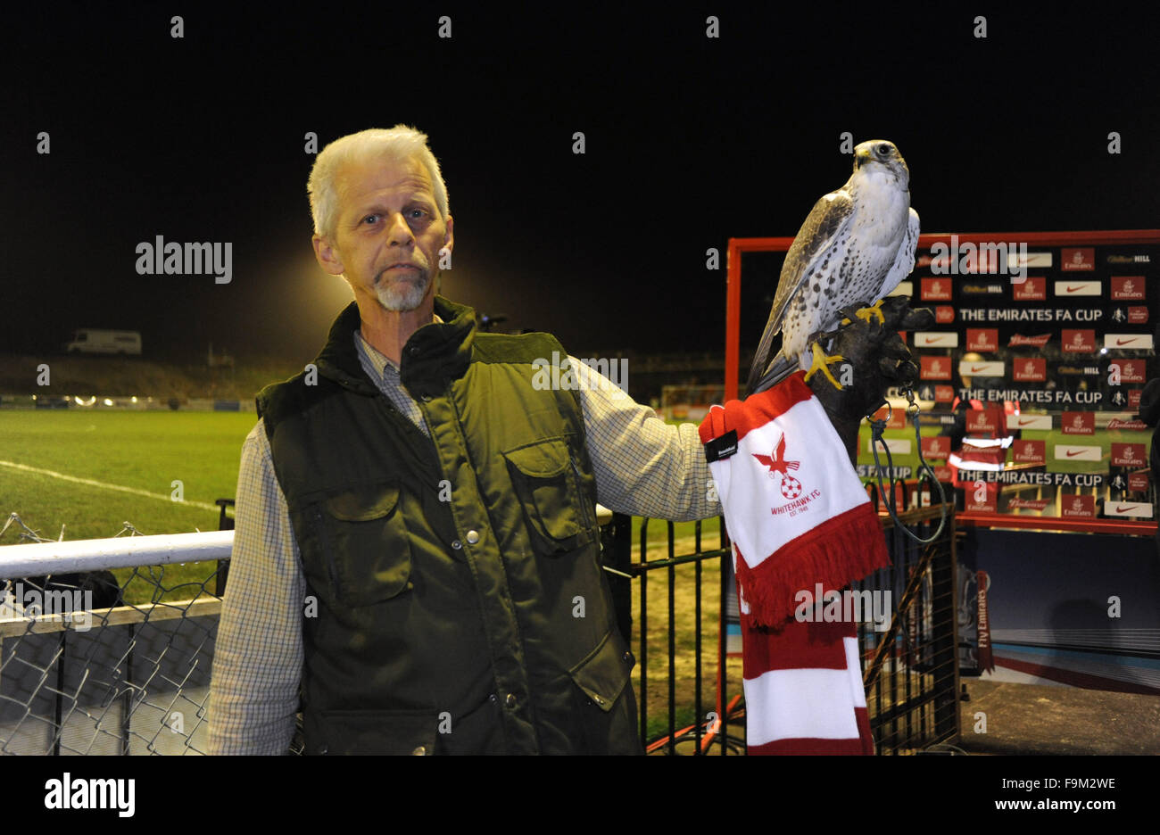 Brighton UK 16th December 2015 - Hawks (a Saker Falcon ) bird of prey ...