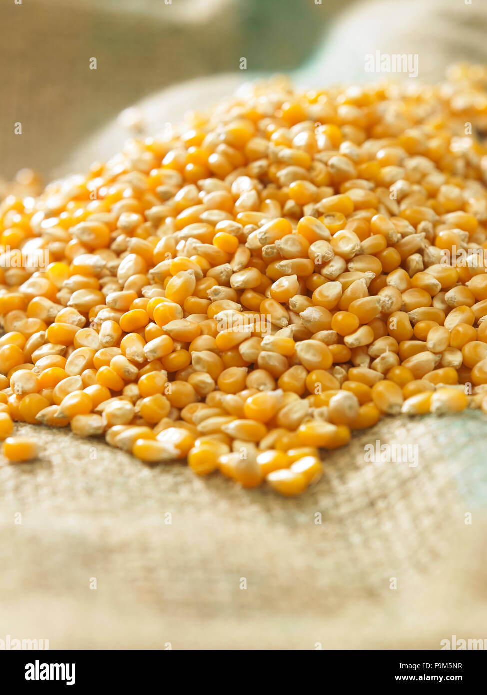 maize corn on the sack cloth Stock Photo - Alamy