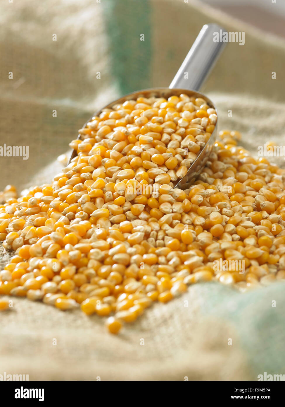 scoop of the maize corn Stock Photo - Alamy