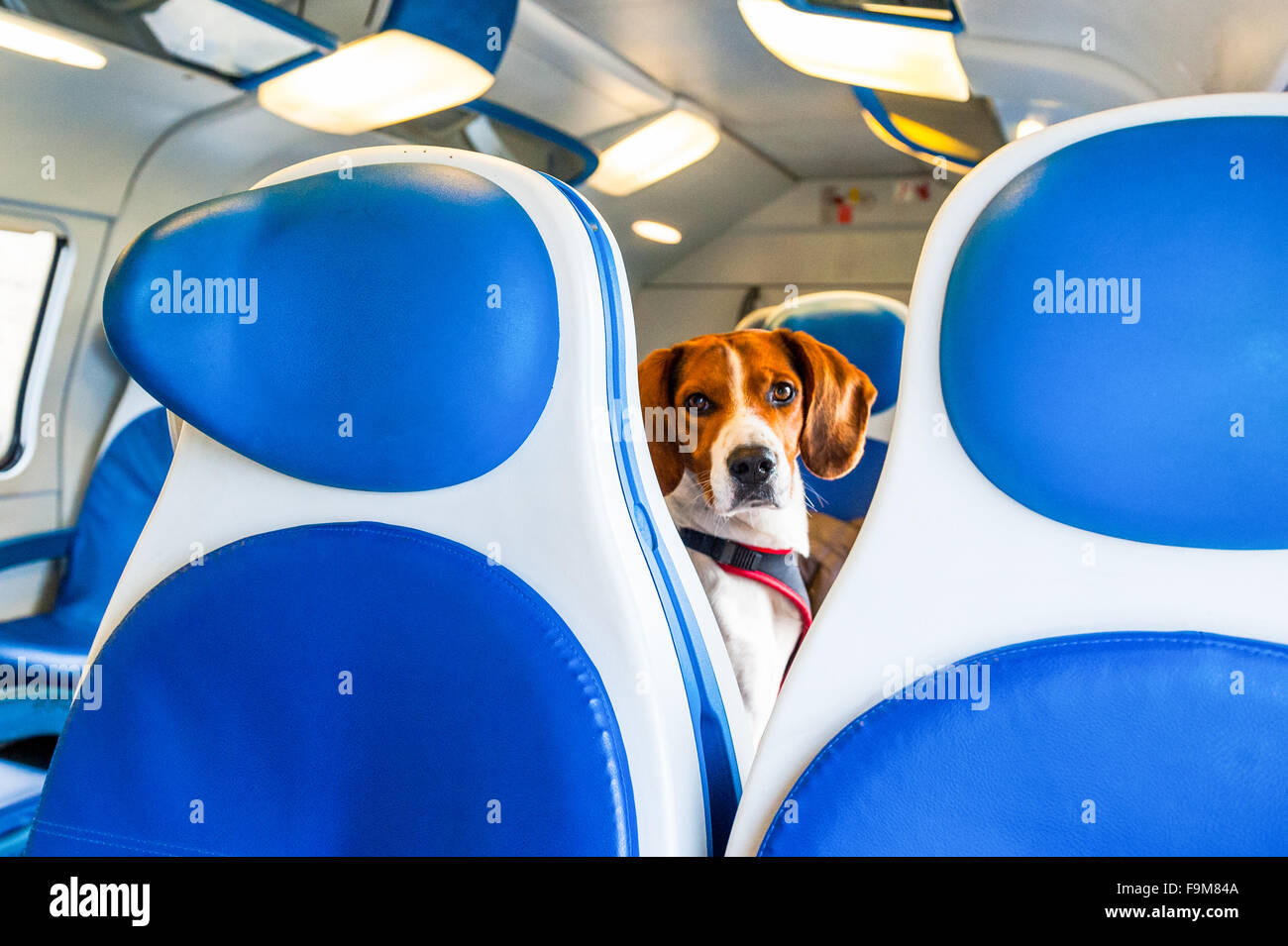 Can Dogs Sit On Train Seats