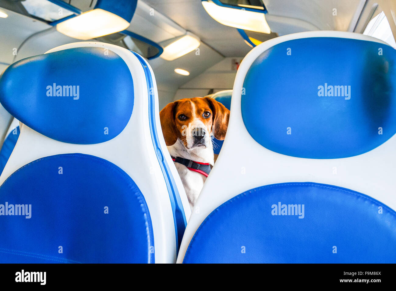 A beagle dog glances back through the seats aboard a train in Italy ...