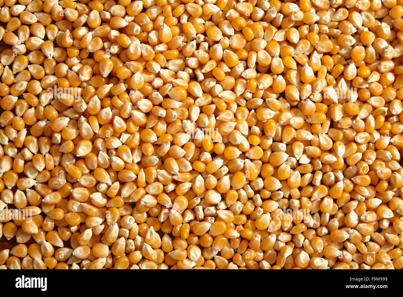 texture of the maize corn Stock Photo - Alamy