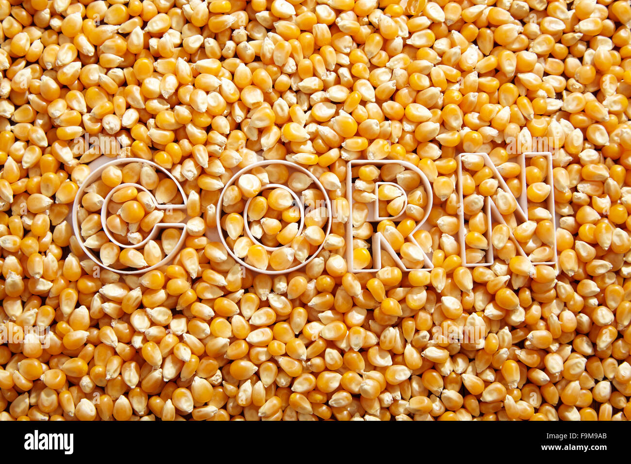 texture of the maize corn Stock Photo - Alamy