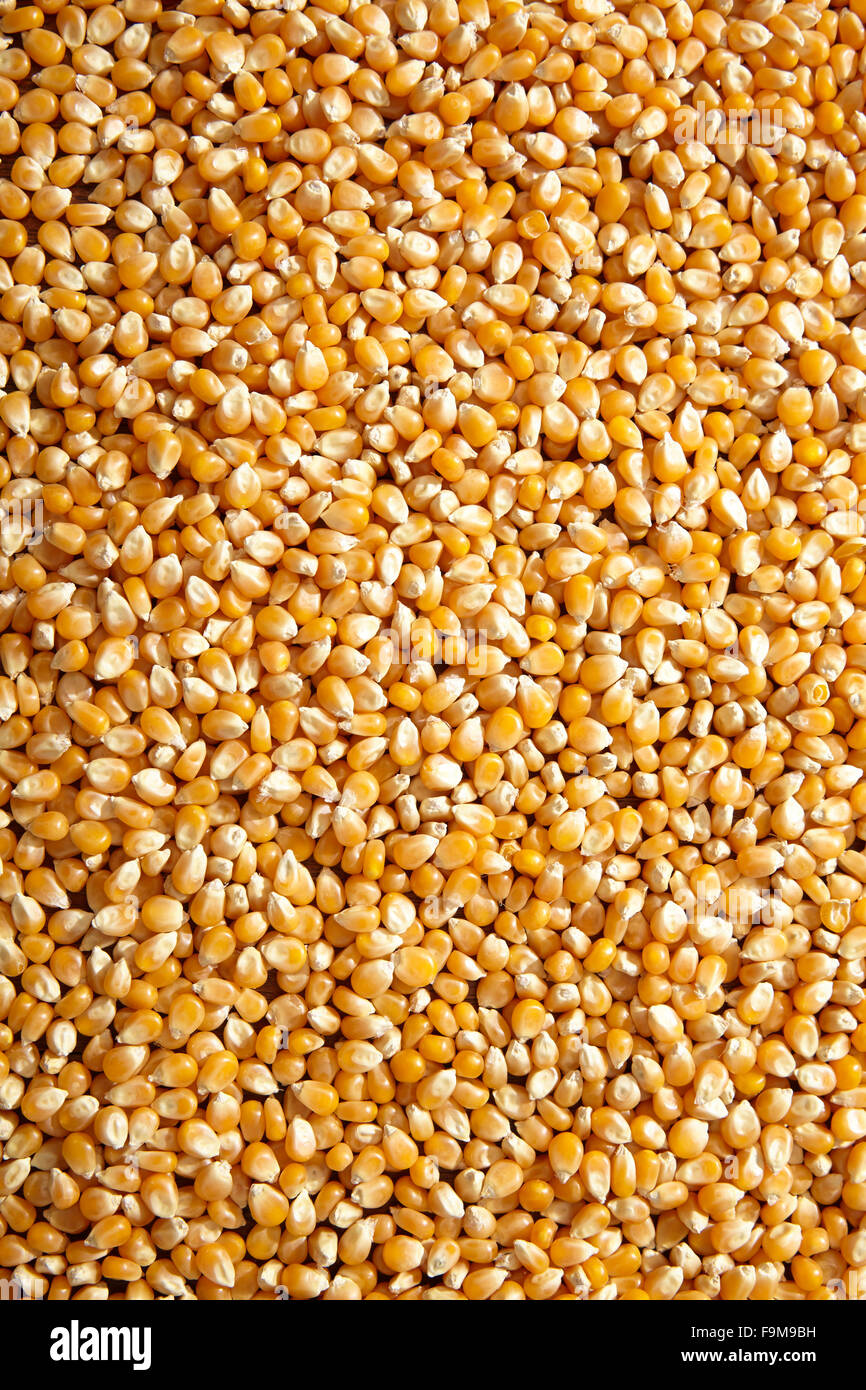 texture of the maize corn Stock Photo - Alamy